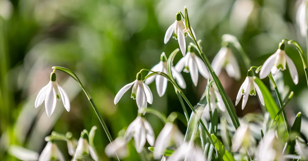 Top 9 Early-Spring Flowers to Plant in February for a Vibrant Garden ...