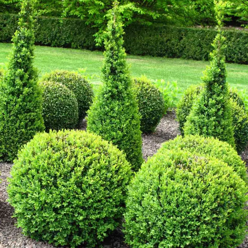 6 Romantic Flowers for Valentine’s Day That Secretly Say ‘I Love You ...