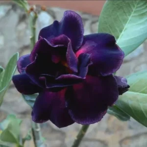 Desert Rose Purple Plum Live Plant – Adenium Obesum – 4 inch Pot ...