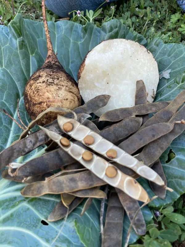 Jicama Seeds: Non-GMO, Open-Pollinated Pachyrhizus Erosus