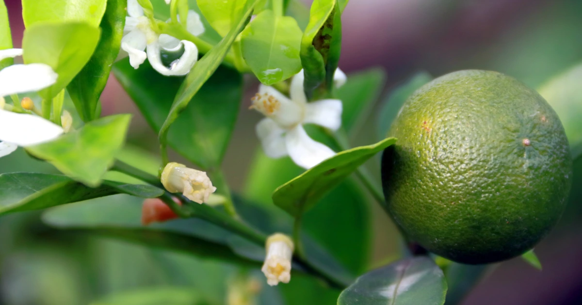 Top 5 Reasons Why Calamansi Trees Are a Must-Have for Your Garden ...